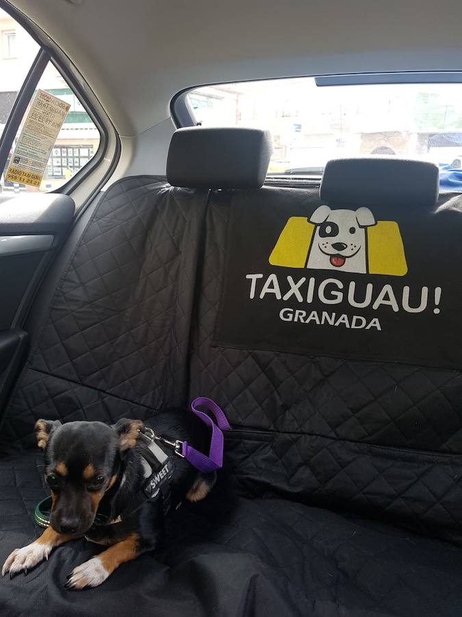 Fotos: Cómo pedir un taxi para tu perro o gato en Granada | Ideal